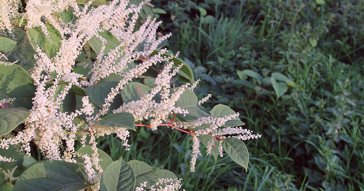 Bamboo encroachment property value risk | Taylor Rose Solicitors